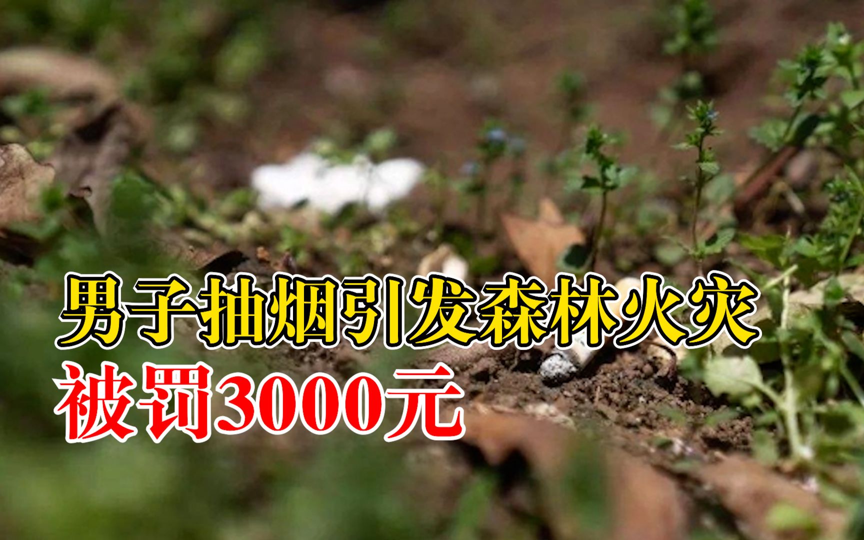 男子抽烟引发森林火灾被罚3000元:边锄草边抽烟,过火面积26.5亩