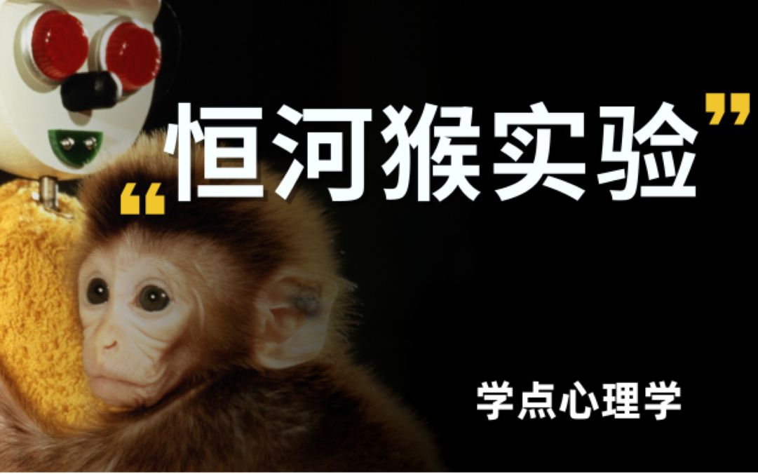 爱的本质是什么?残忍的母爱剥夺实验 【恒河猴实验】