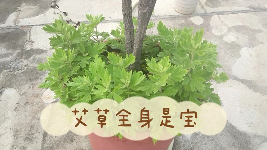 楼顶种2盘艾草,煮水洗澡洗头泡脚,还可食用全身是宝
