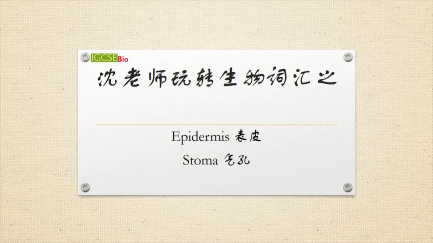 你知道叶片的气孔和表皮细胞的关系吗?