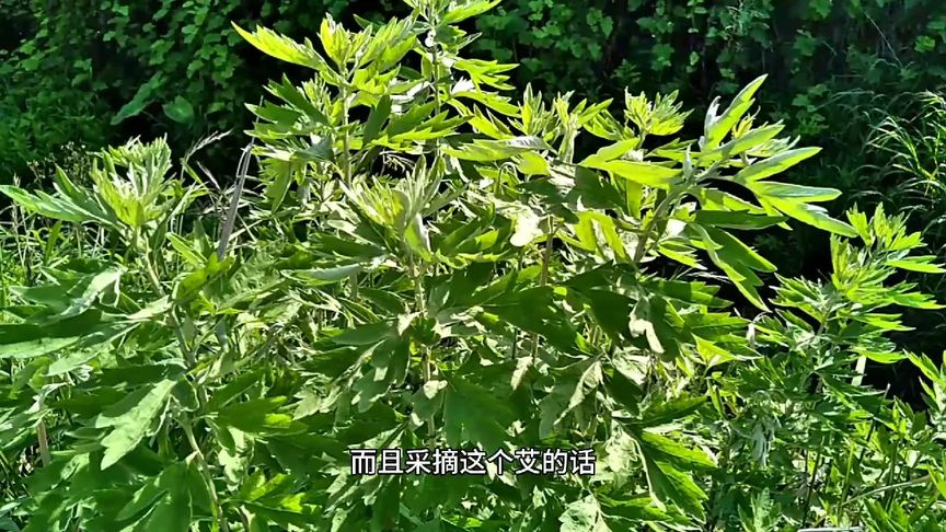 艾叶全身是宝,用处太多了,快来认识了解一下吧!