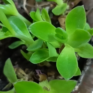 妈妈不让谈恋爱 