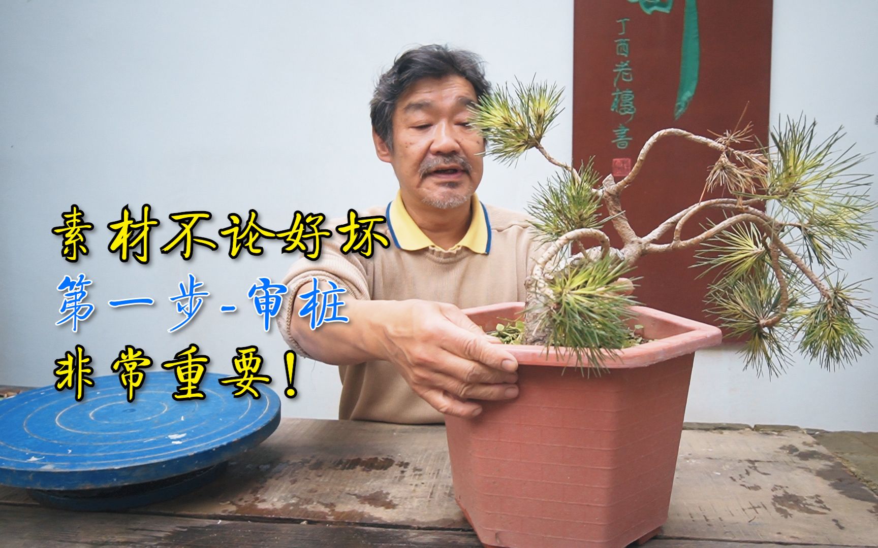 做盆景的的第一步究竟的是什么?学会审桩比任何技术都重要