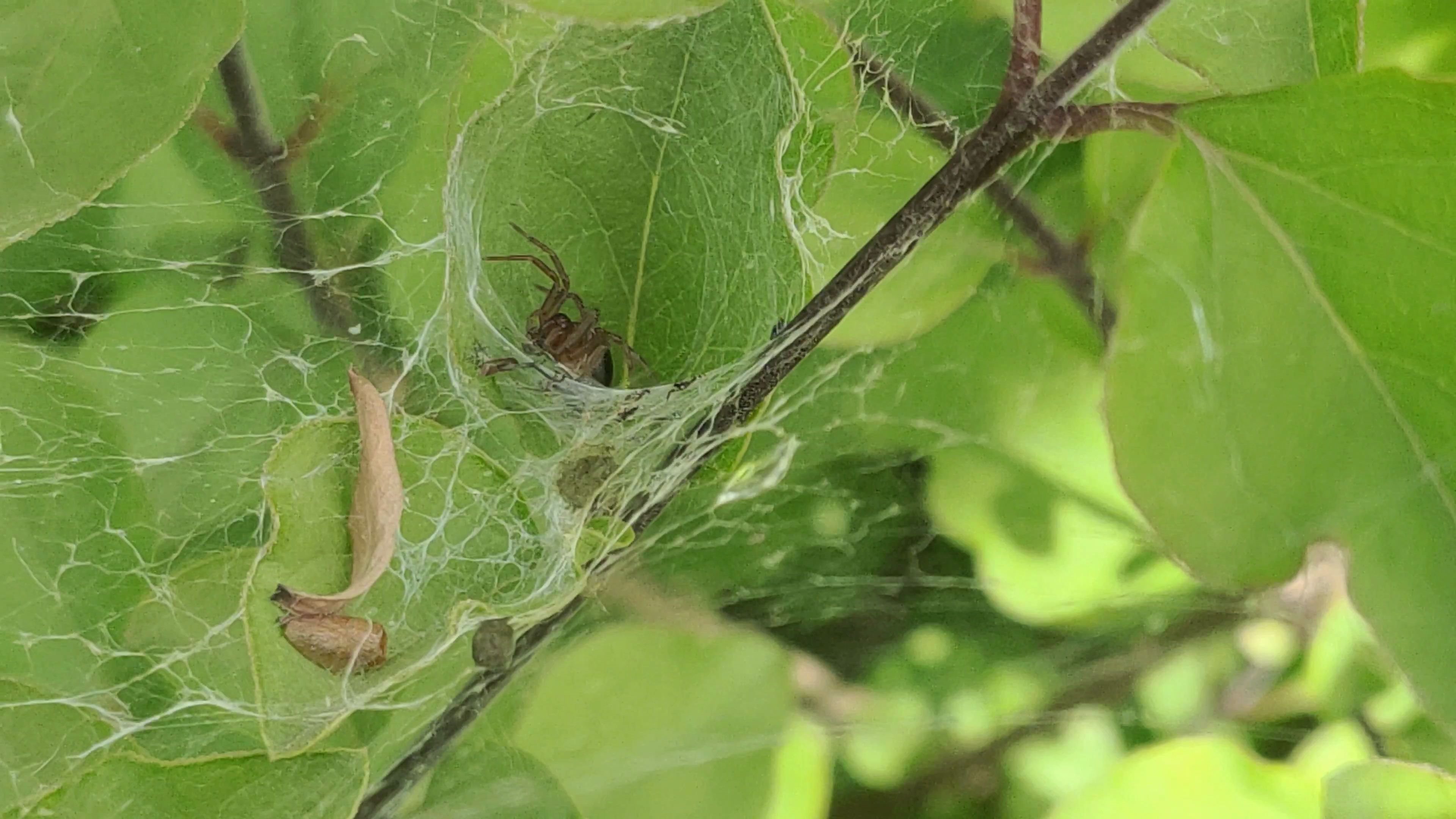 发现一只可爱的小蜘蛛。有人认识品种吗?