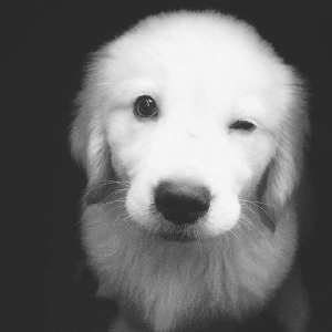 啃着论文看肘子 