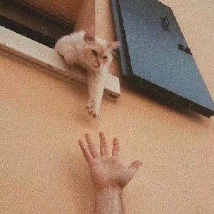 强壮的鸭子 