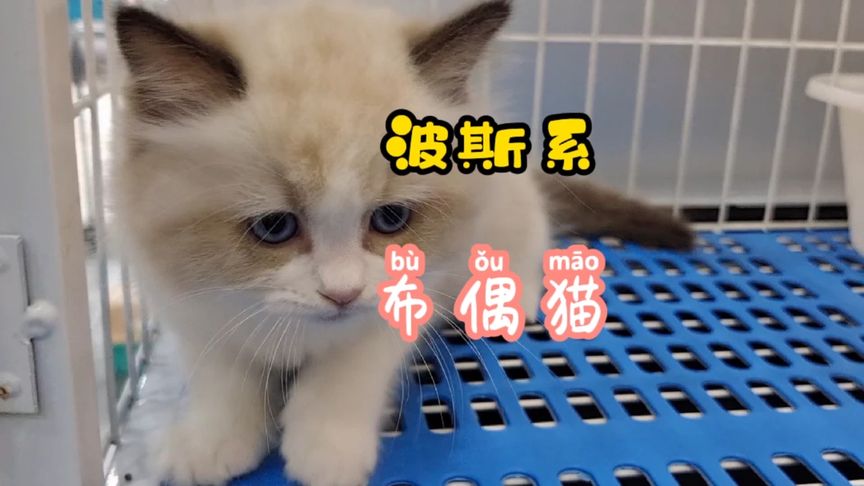 波斯系布偶猫!啥特点?啥价格?心动不?