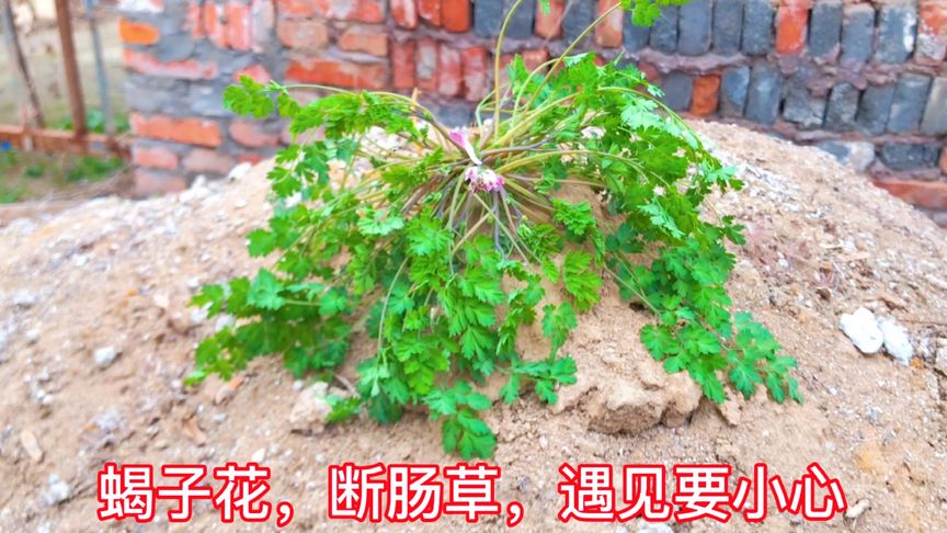 蝎子花又名断肠草,虽有毒却是名贵药材,售价几十元,有何妙用?