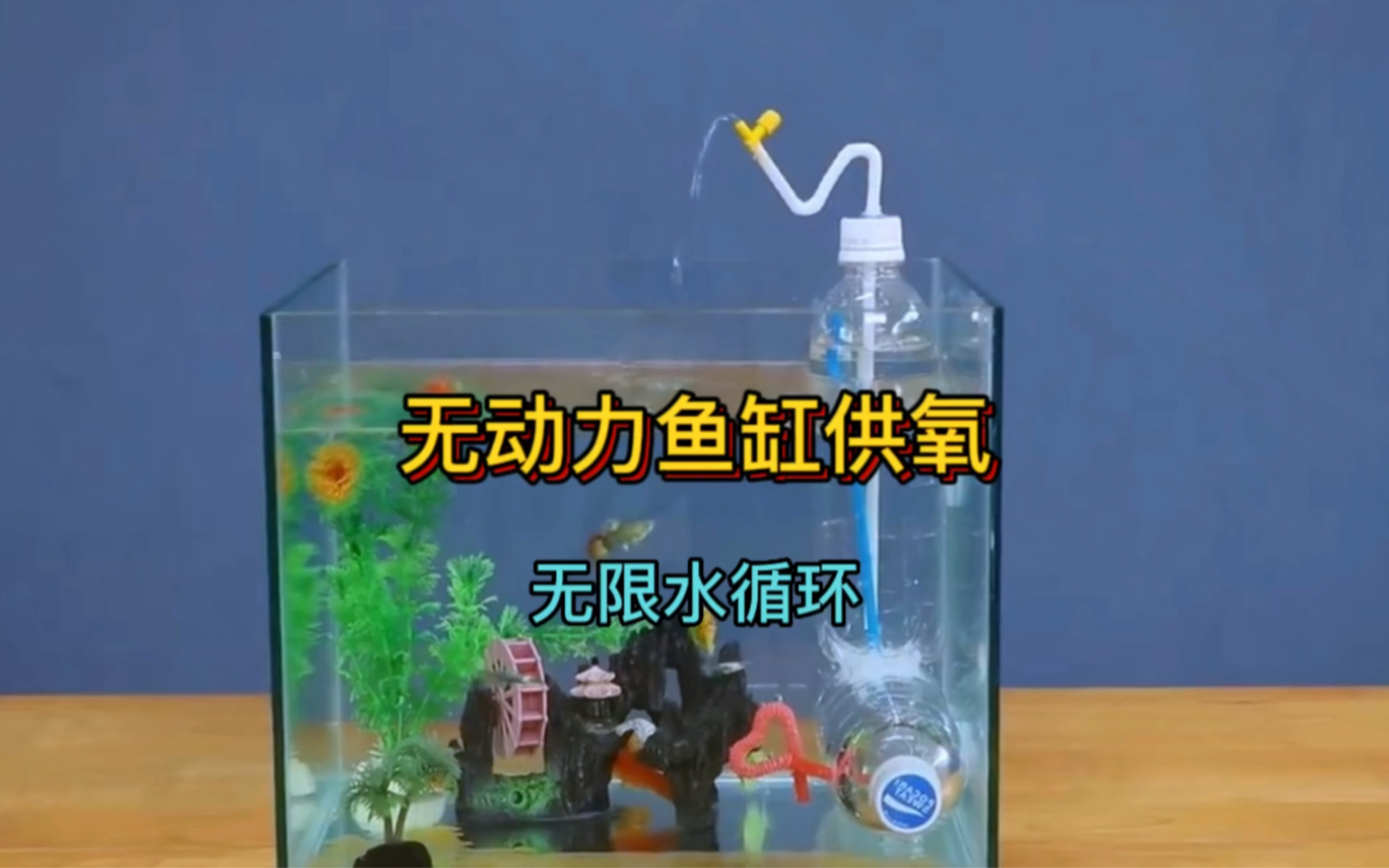 只需要塑料瓶和几根吸管,就能制作出不用电的增氧机,持续供水供氧,...