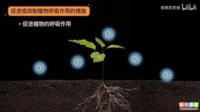 植物呼吸作用与农业生产