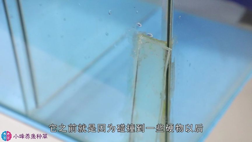 鱼缸破裂只会简单修补,还有更好的办法吗?分享一下大家学习