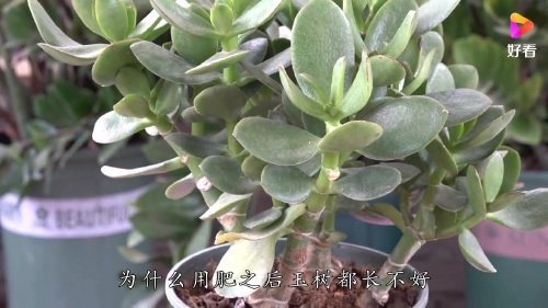 为啥你家玉树长不快?听说过养分转换率吗?