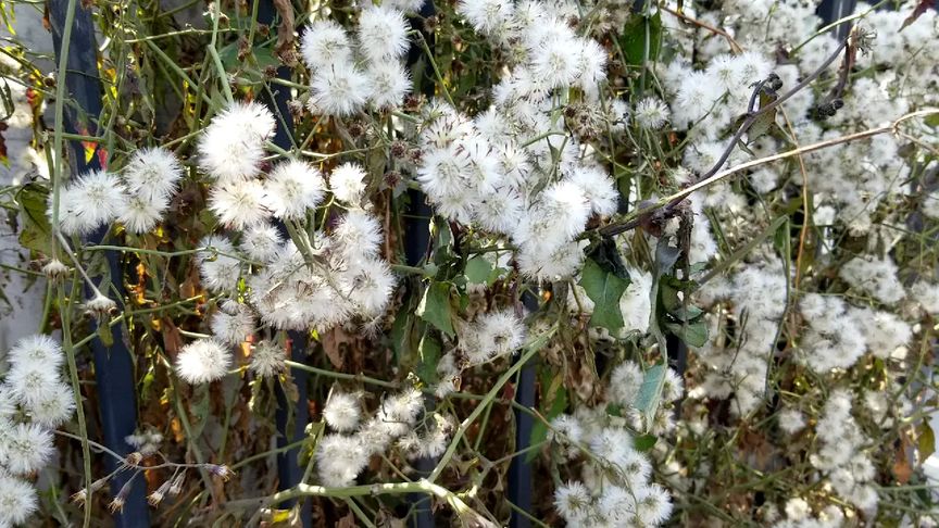 这是农村常见植物,名字叫千里光,全草药用。