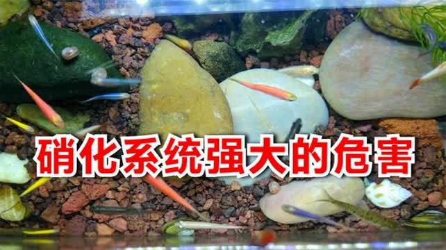 硝化细菌不是万能鱼药,也不是越多越好,细数硝化系统.