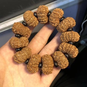 菩提世家大头金刚 