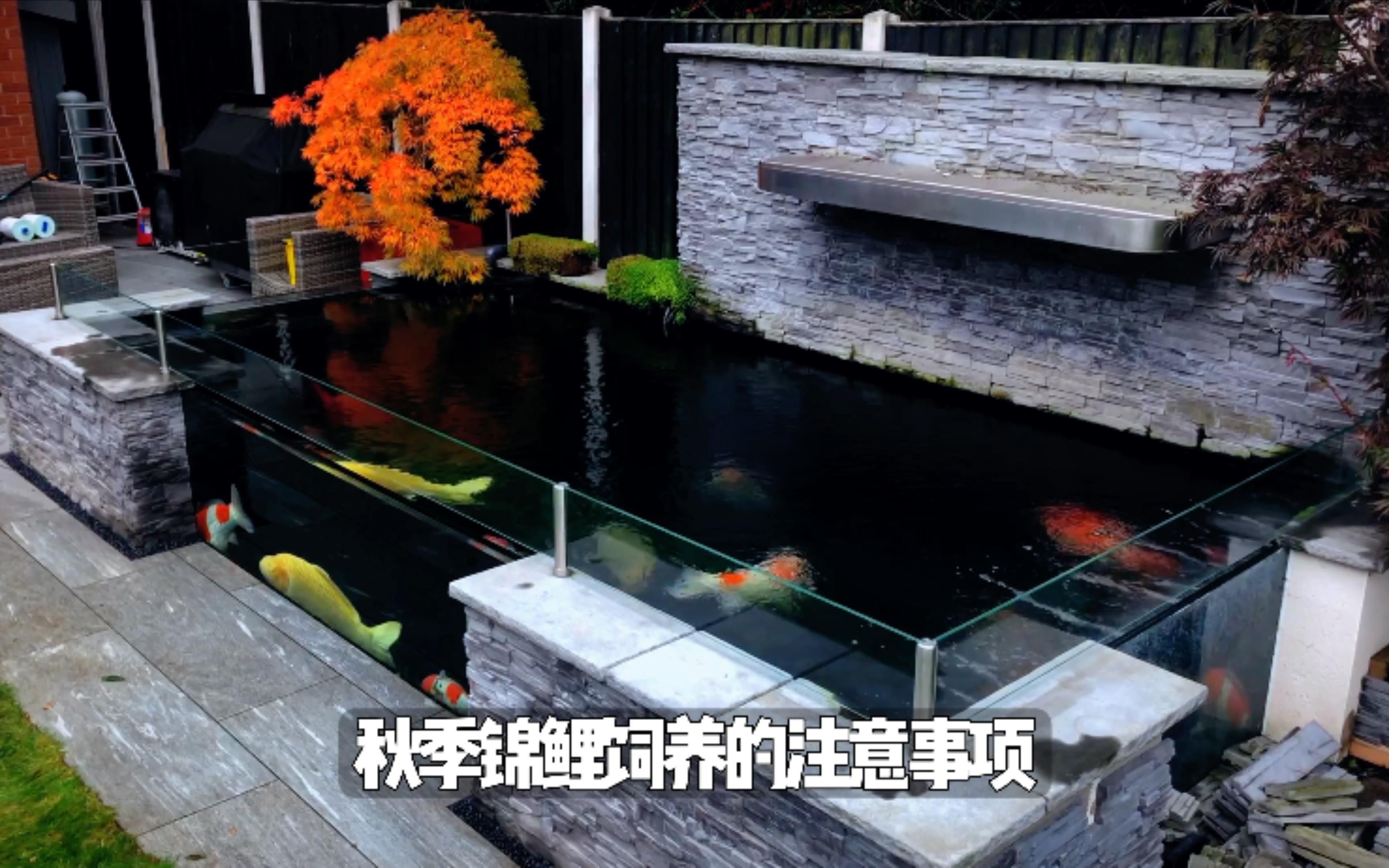 立秋后锦鲤饲养要注意什么?盘点秋季锦鲤饲养的注意事项