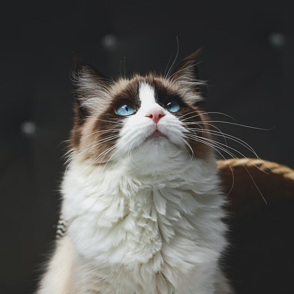 正确答案是补集 