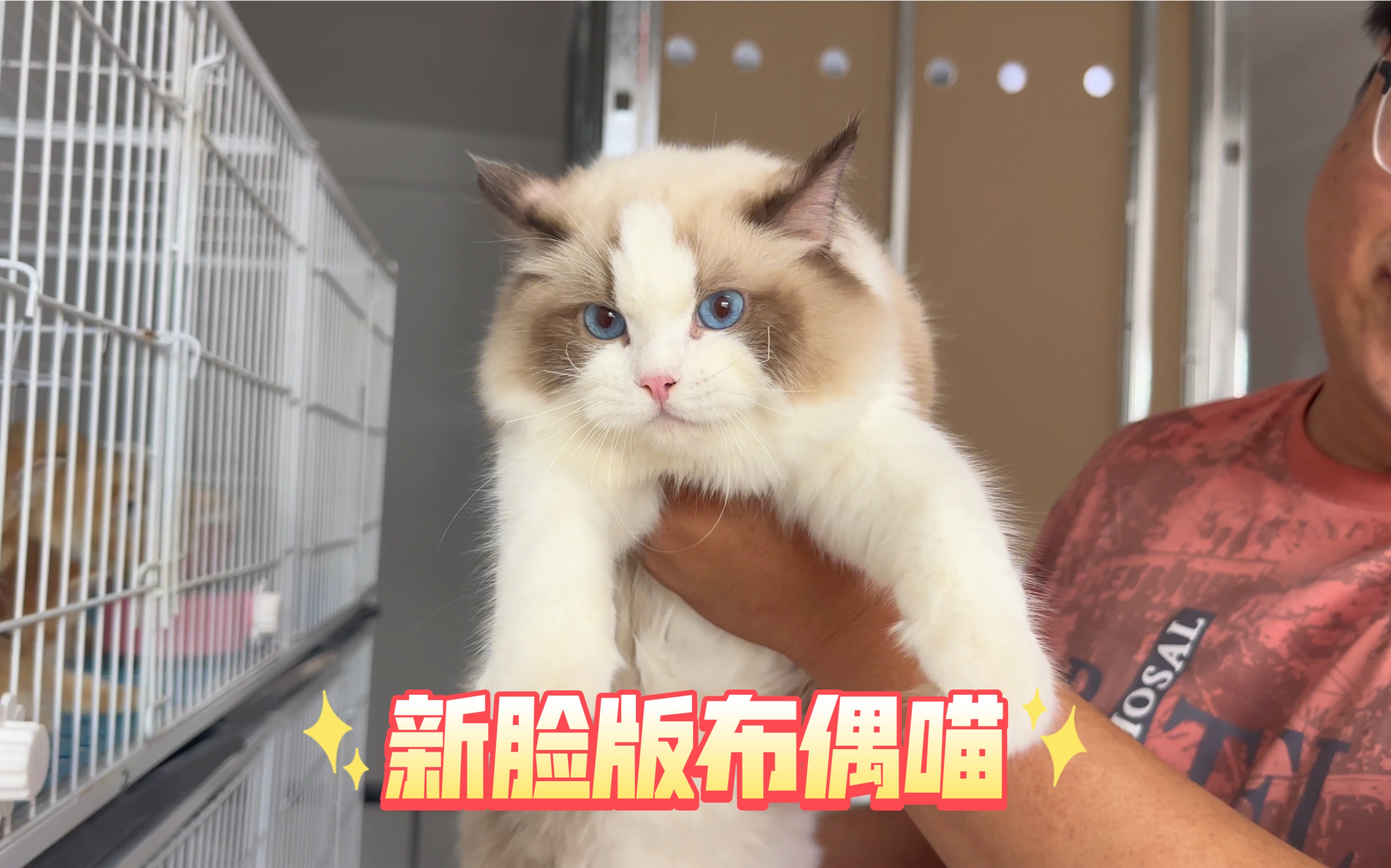 稀有的新脸版布偶猫市场价值八千,值吗?