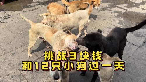 挑战3块钱和12只小狗生活1天!