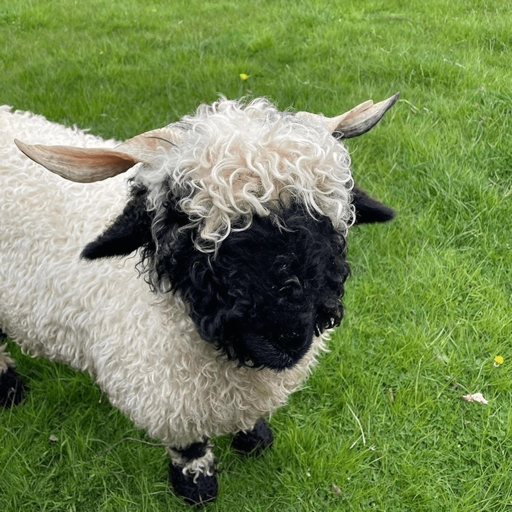 Sheep1uv 