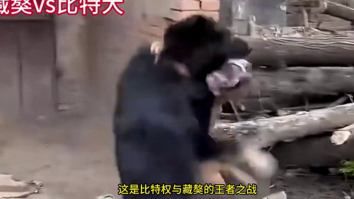 比特犬大战藏獒,中华第一神犬能否将其拿捏呢