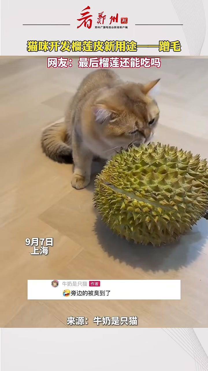 猫咪开发榴莲皮的新用途——蹭毛#猫咪的迷惑行为