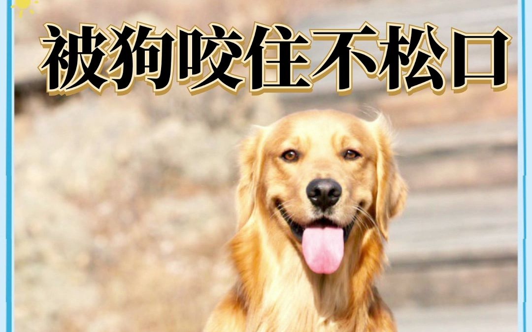 被狗咬住不松口怎么办?三种方法教你来自救!