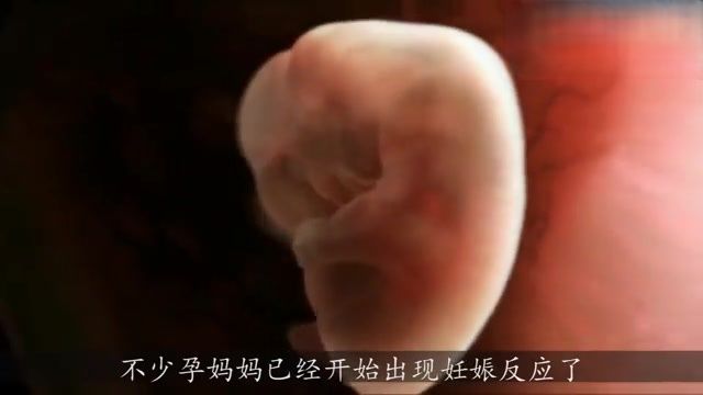 宝宝是怎么诞生的?3D模拟全过程,看完感觉母亲太伟大