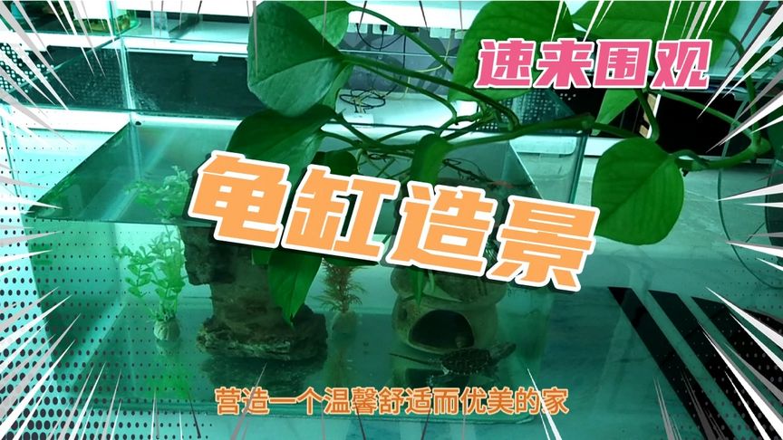 速来围观:我的龟缸造景既简单又惬意,欢迎评论。