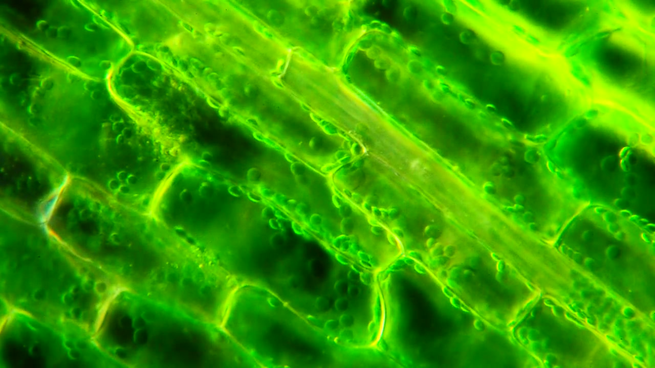 ...of the Chloroplasts Cytoplasmic Streaming in Elodea 叶绿体细胞质流动