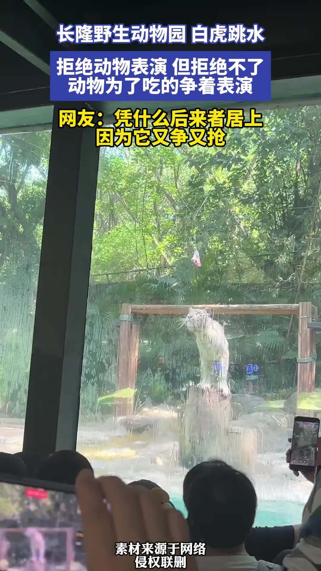 拒绝动物表演 但拒绝不了动物为了吃的争着表演