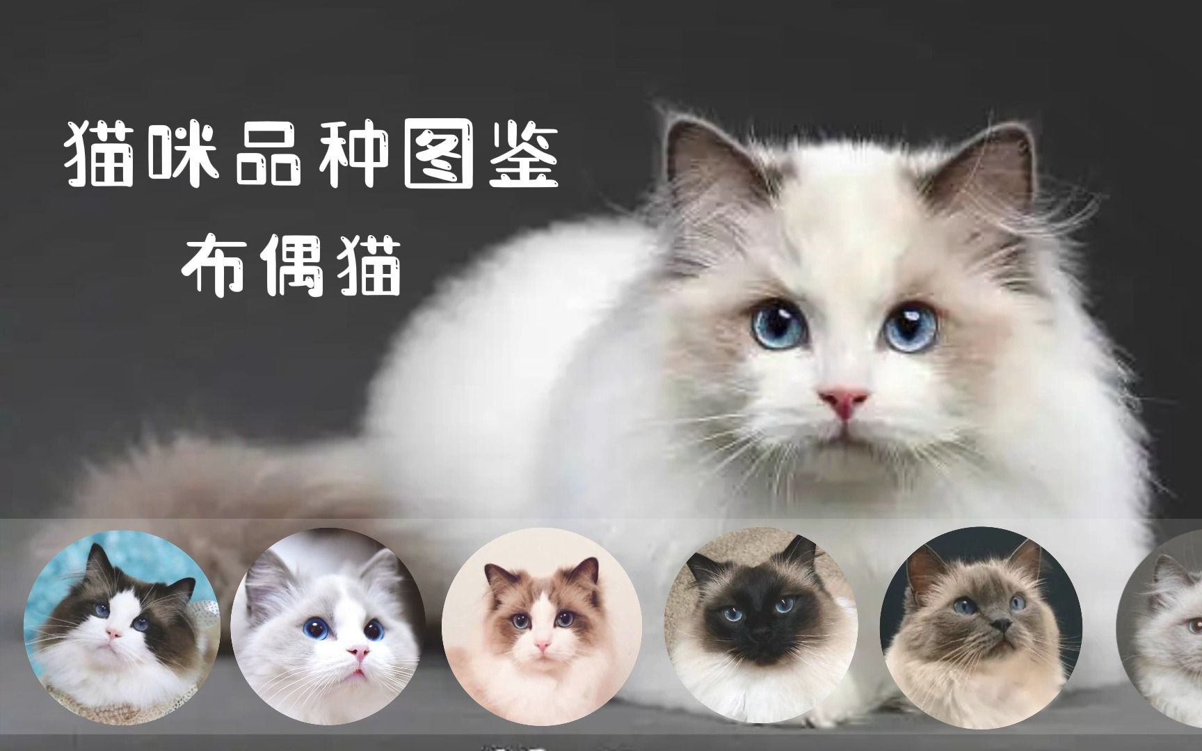 猫咪品种图鉴---布偶猫
