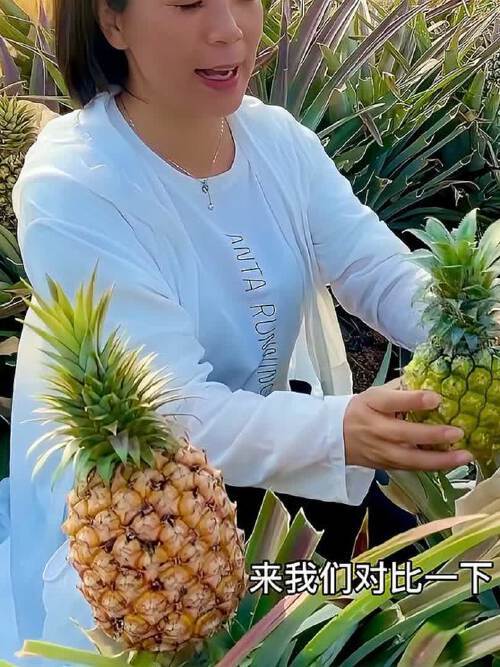 凤梨和菠萝是同一种水果,但真的不一样,我吃了有区别