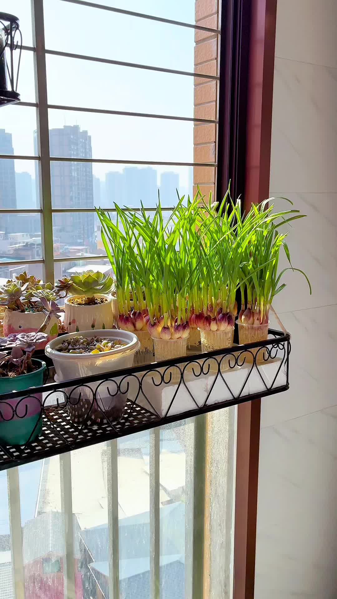 #水培蒜苗 在家也能实现蒜苗自由了,不需要任何肥料,一杯水就足够了,...