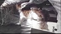 动物实验捉拿方法