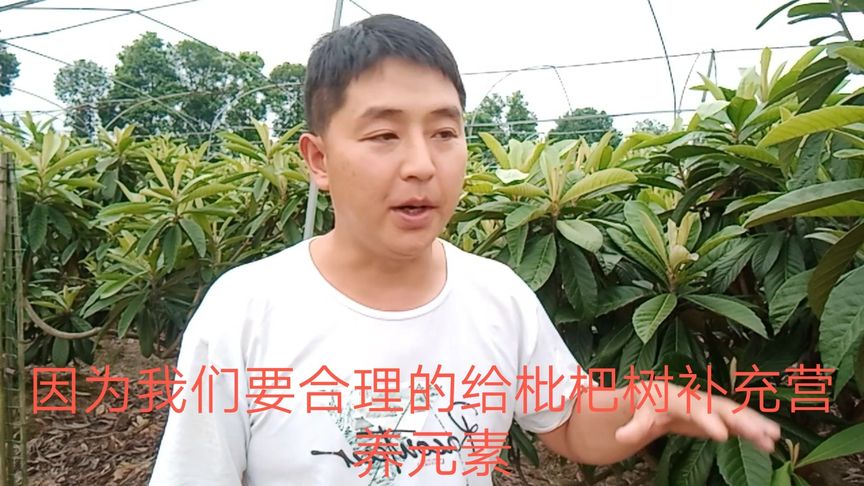 四川枇杷技术员,夏季管理枇杷很重要,不然会造成树叶发黄等!