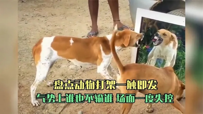 盘点动物打架一触即发,气势上谁也不输谁,场面一度失控