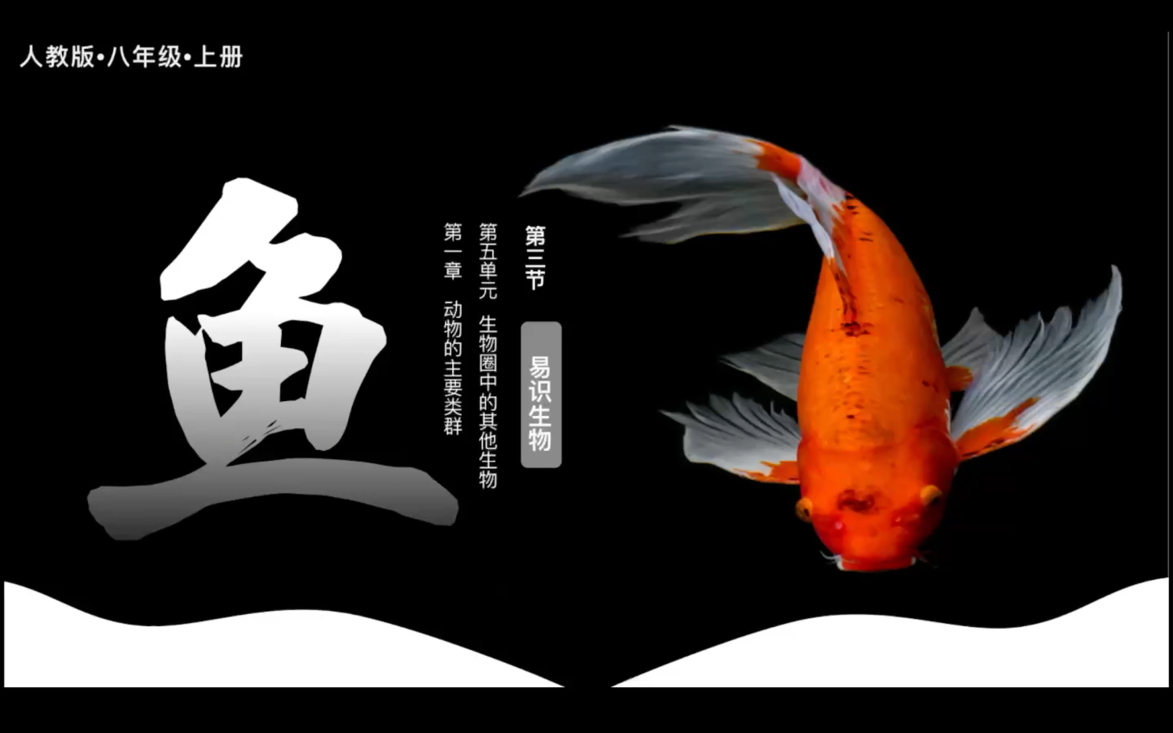 人教版生物八年级上册《鱼》