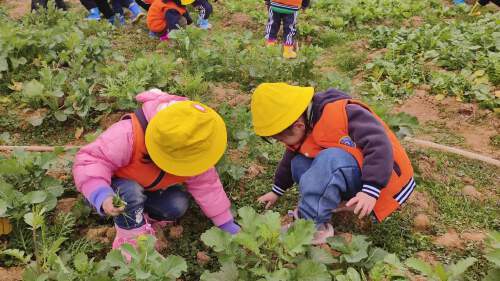 梯田农场 劳动实践活动 小手牵小手