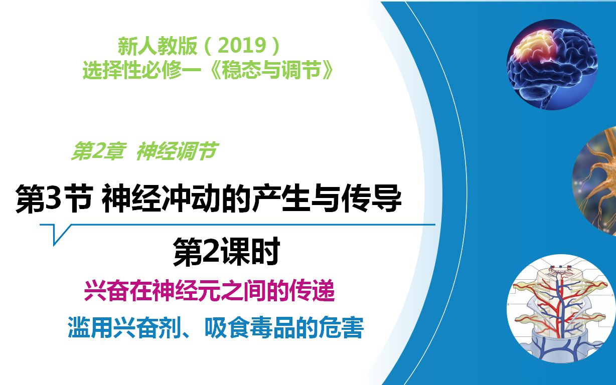 高中生物新人教版选择性必修一第二章第3节神经冲动的产生与传导第2...