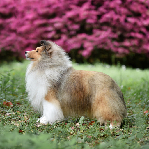 百宝箱喜乐蒂犬舍 