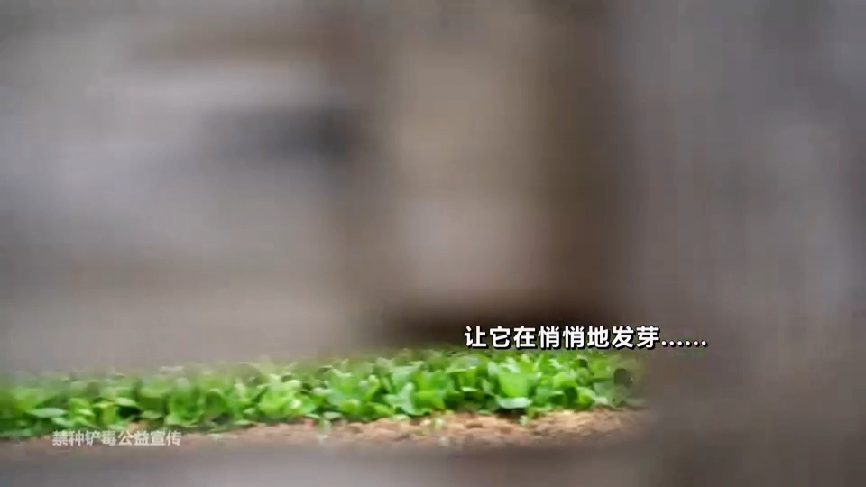 中国正能量宣传禁毒知识