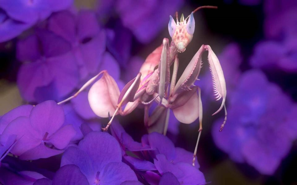 ...Eric《使用 ZBrush 和 Maya 进行生物建模:兰花螳螂》(中英双字)