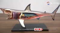 4D 鲨鱼内脏器官骨骼骨架解剖组拼装模型,仿真动物标本玩具.mp4