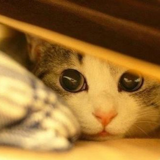 云顶猫咪 