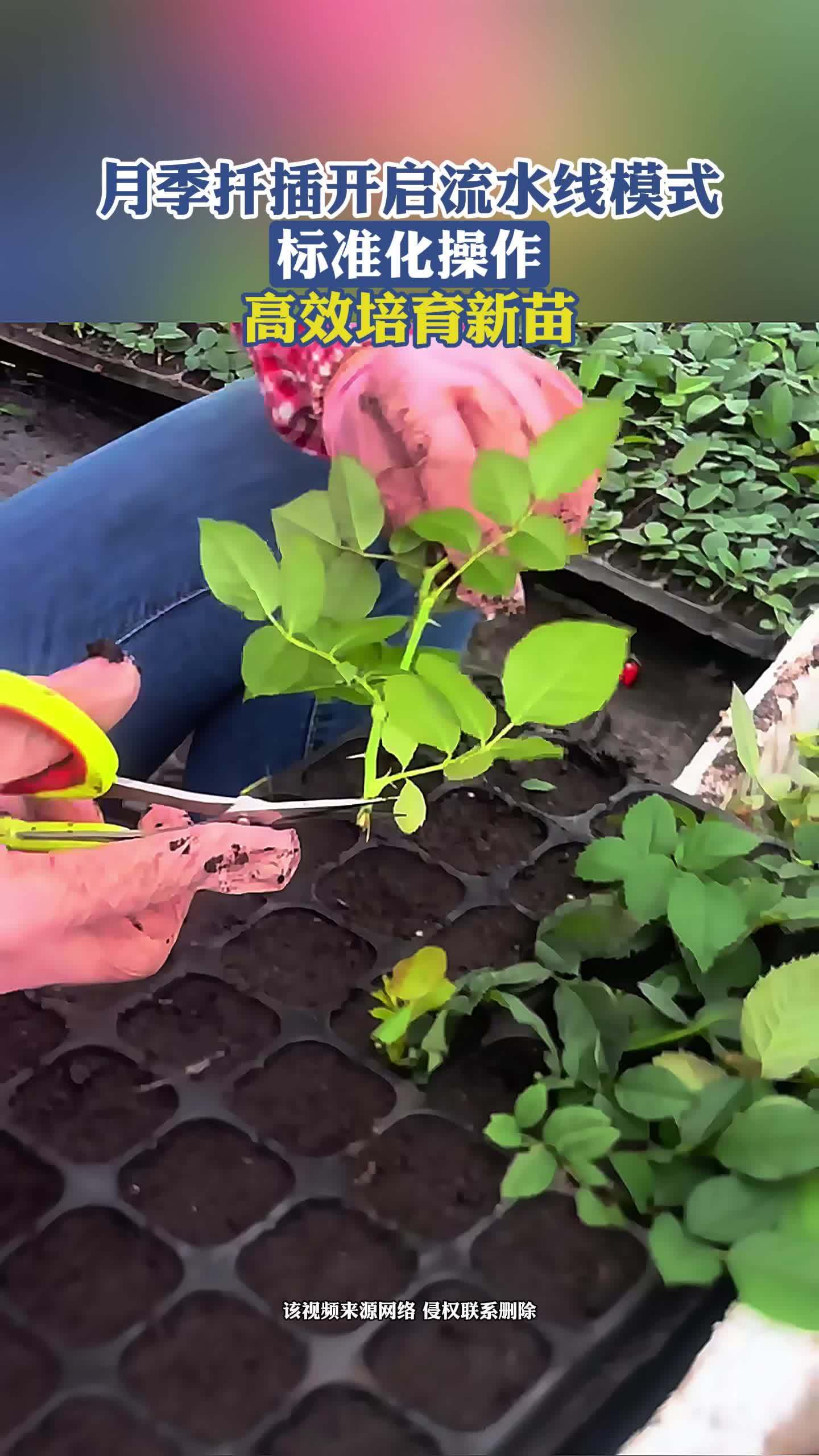 月季扦插开启流水线模式!标准化操作,高效培育新苗