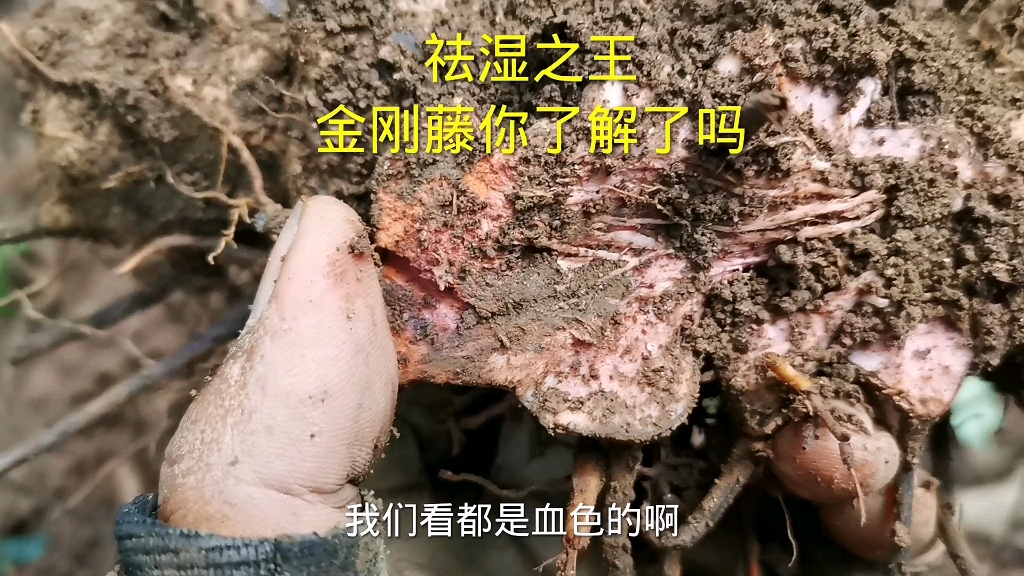 百年野生金刚藤说送就送,还要我怎样?