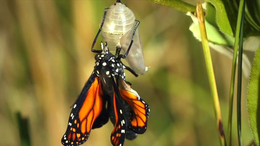 生命奇迹!3分钟带你观看蝴蝶“破茧成蝶”全过程。我被震撼到了