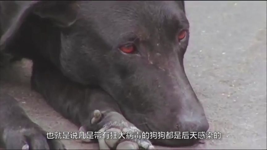 被什么样的狗咬了可能会传染狂犬病?被狗咬了之后应该怎么办?