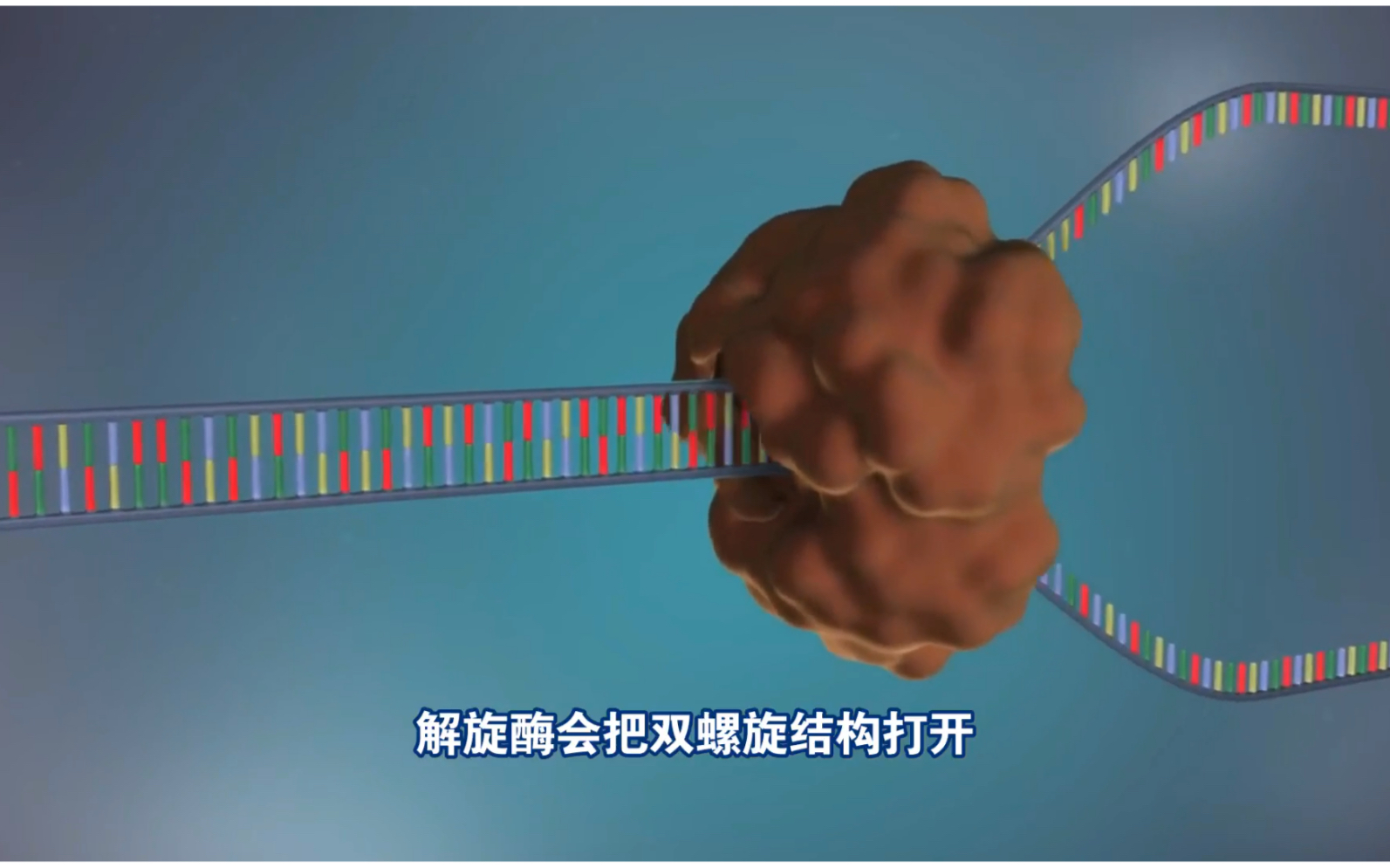 DNA在体内的复制过程